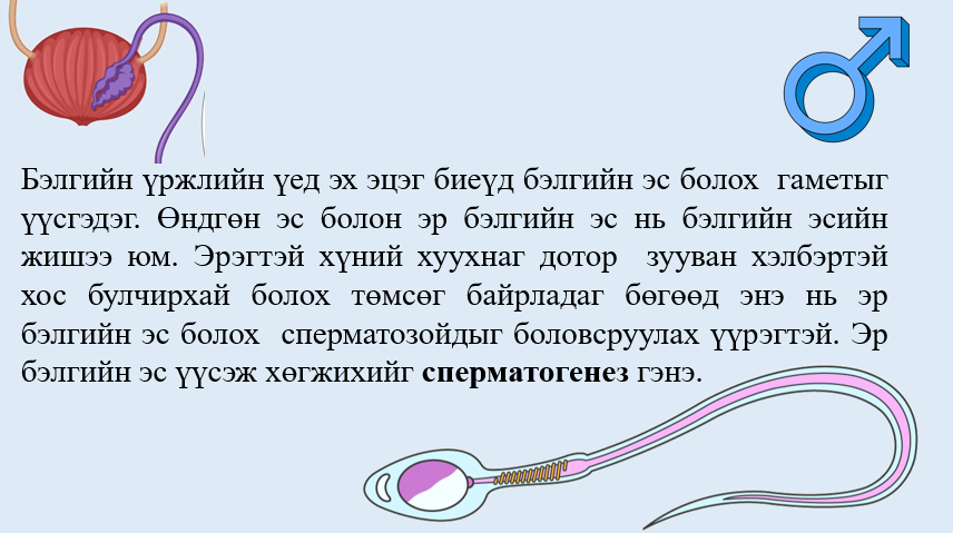 Мэдлээ Цахим контент